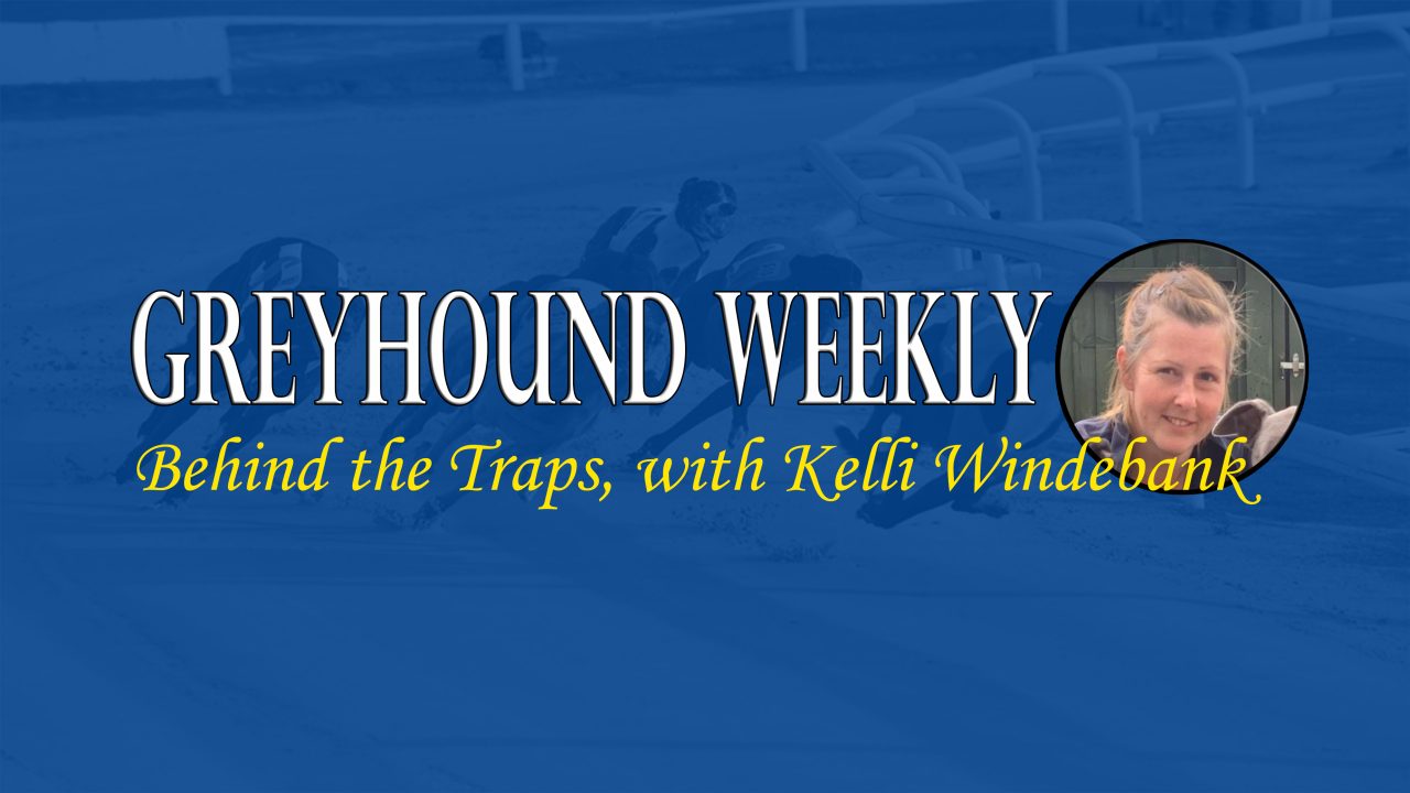 Behind the traps with Kelli Windebank - Greyhound Weekly
