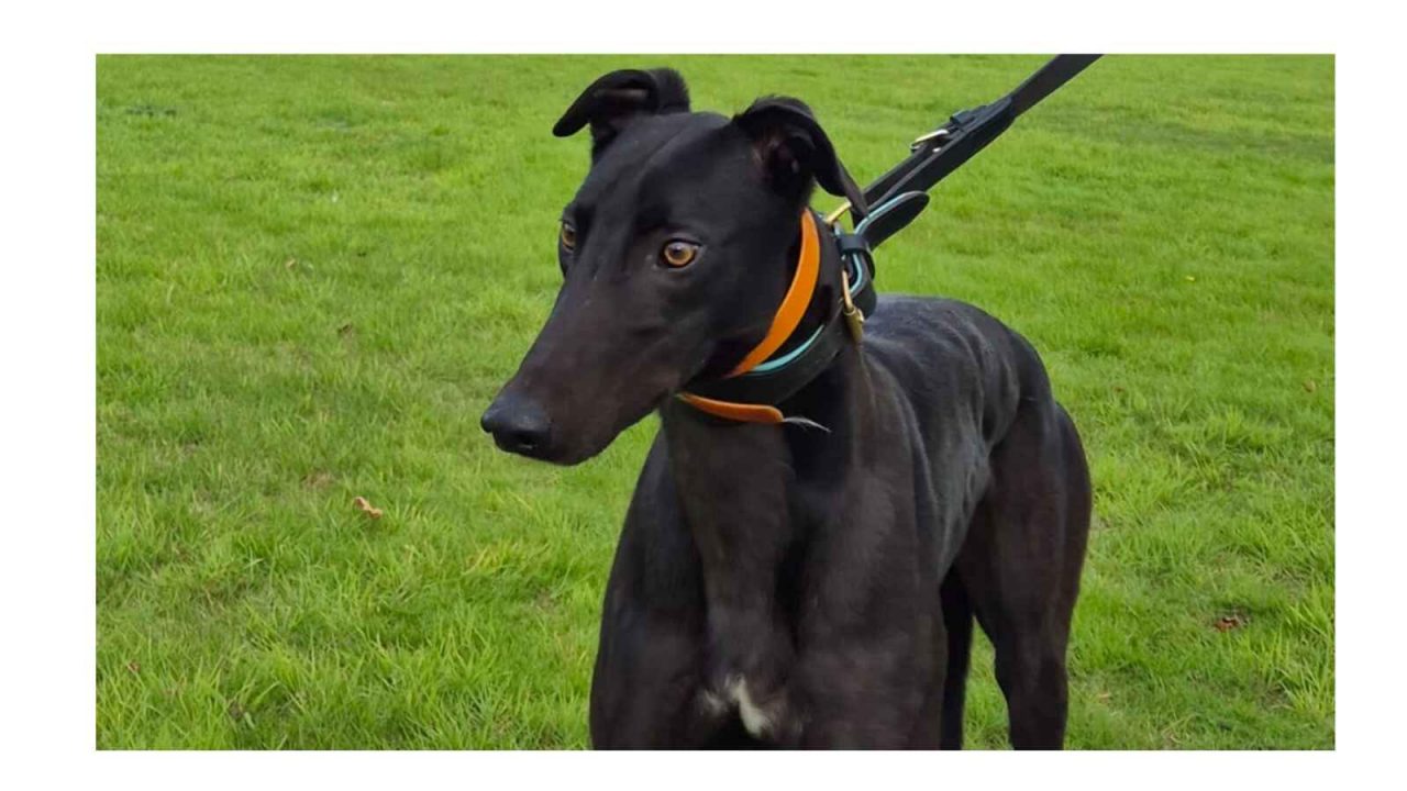 Four greyhounds to fly the flag for Kent in Premier Greyhound Racing ...